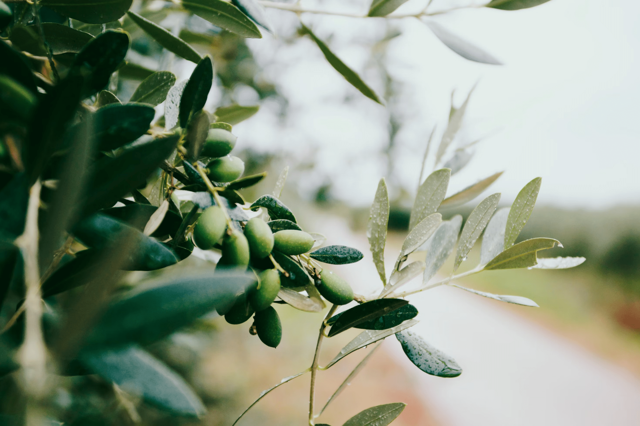 What's the Difference Between Filtered and Unfiltered Olive Oil? - Girl ...